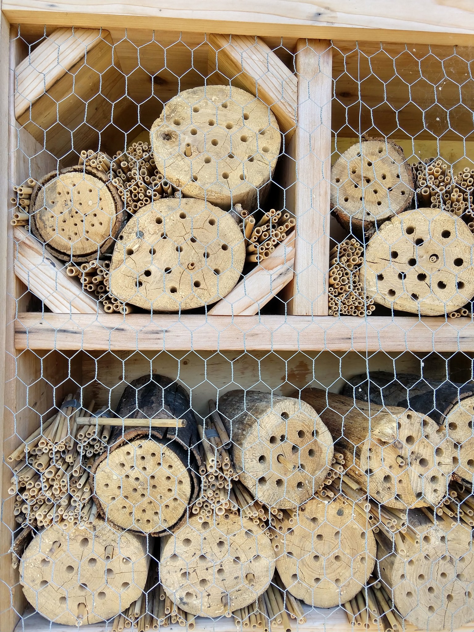 Homeschooling: Bee Week! – Still Life, With Cracker Crumbs..