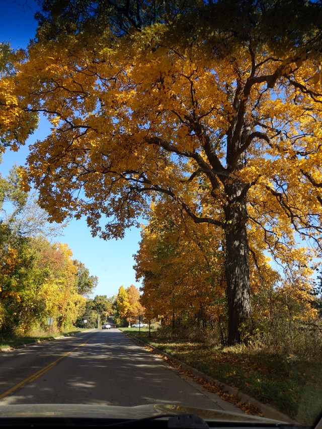 Mini-Post: Feeling Squirrely for Chestnuts – Still Life, With Cracker ...
