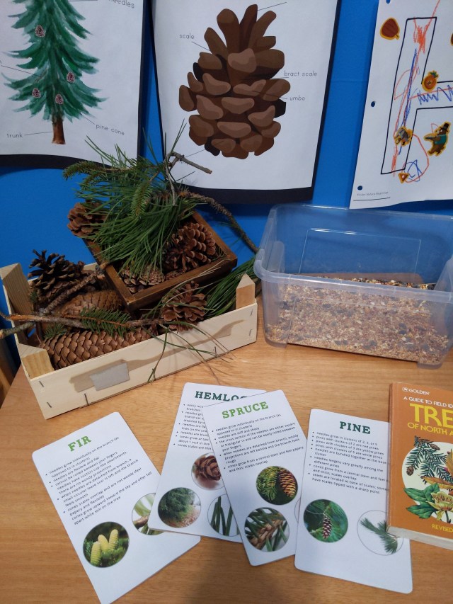 Homeschool: Pine Trees and Porcu”pines”! – Still Life, With Cracker ...