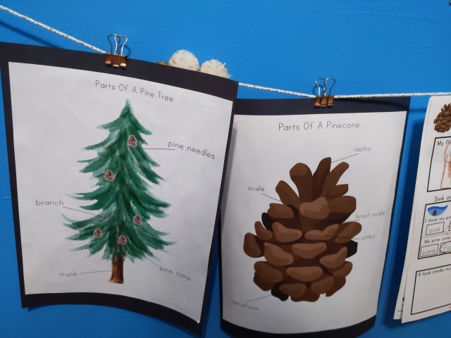Homeschool: Pine Trees and Porcu”pines”! – Still Life, With Cracker ...