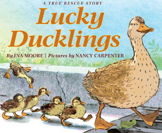 Homeschool: Duck Week! – Still Life, With Cracker Crumbs..