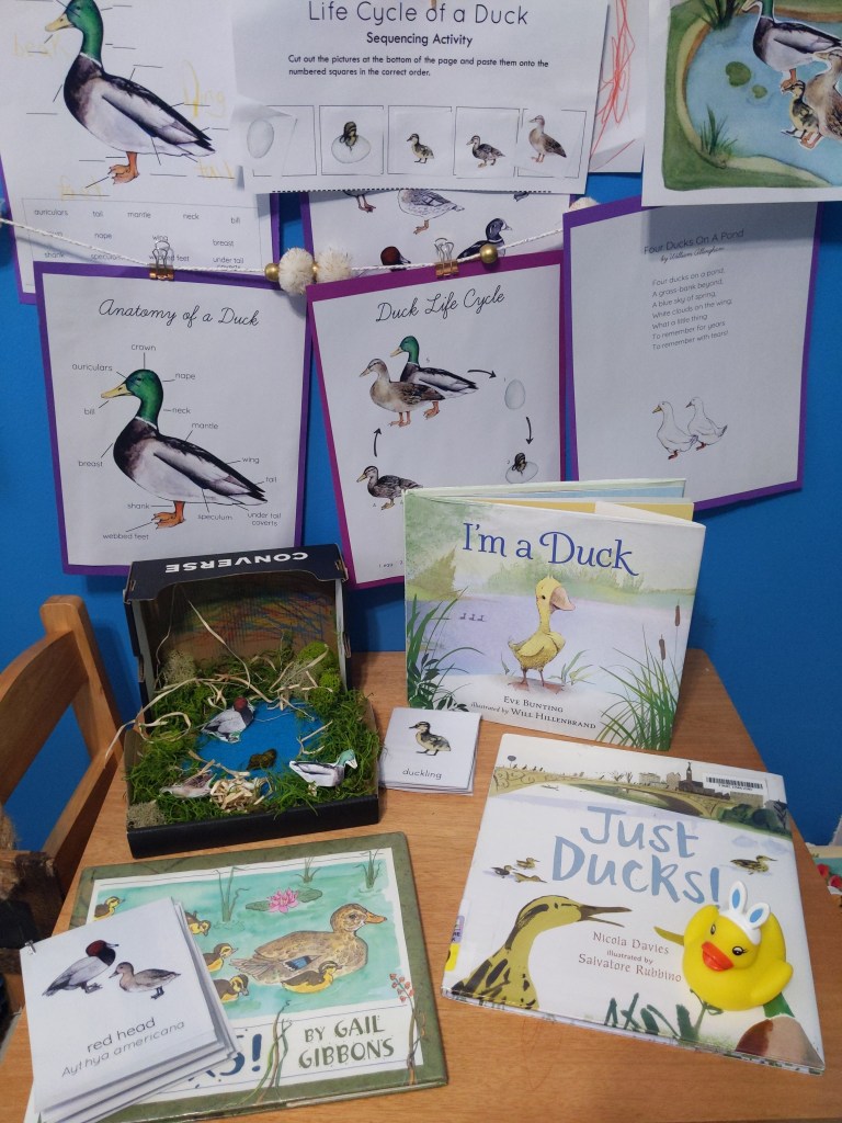 Homeschool: Duck Week! – Still Life, With Cracker Crumbs..